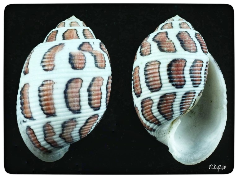 Masirah…Mishaps, Beaches, Shells and inter-tidal life… | Travels in the ...